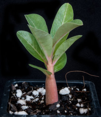 Adenium Catalog - Out Of Africa Plants