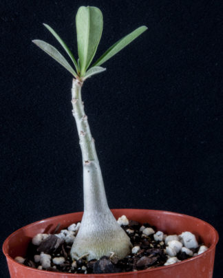 Adenium Catalog - Out Of Africa Plants