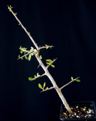 Commiphora Catalog - Out Of Africa Plants