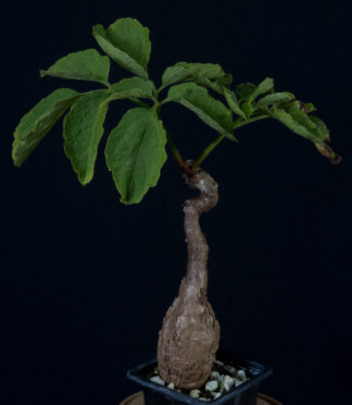 Cyphostemma Catalog - Out Of Africa Plants